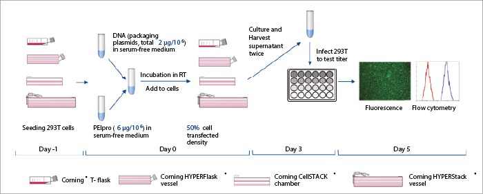 Large-Scale Production of Lentiviral Vectors by Transient Transfection ...